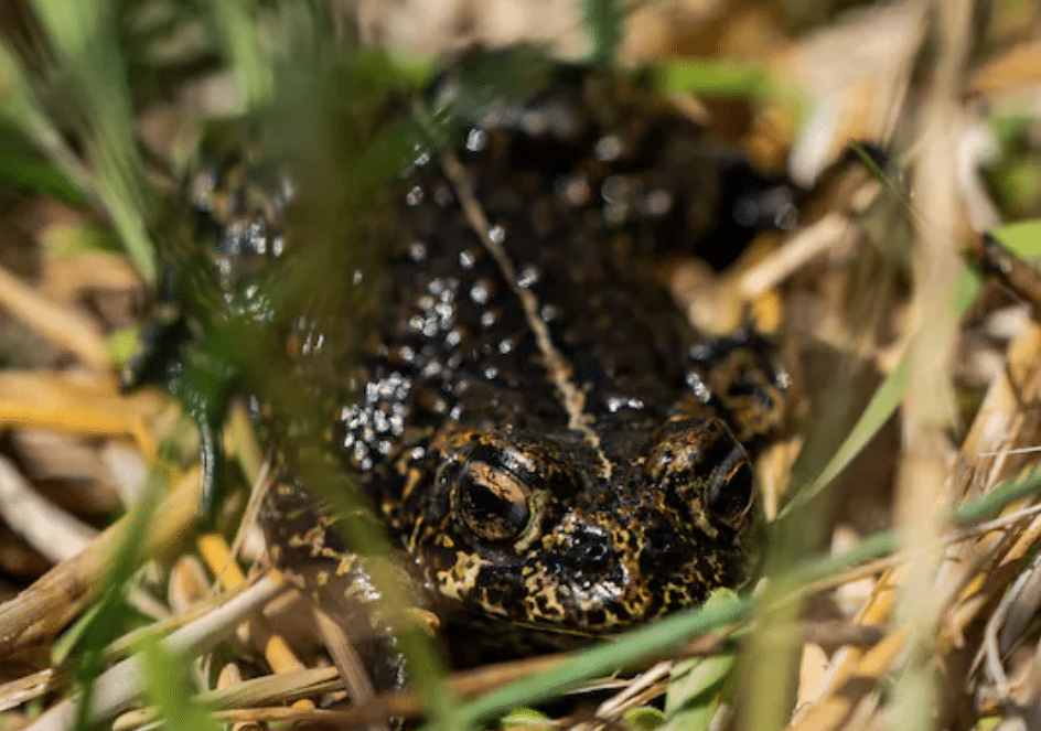 Did You Know … the story of the snake, the fish, and the toad? | Utah FORGE